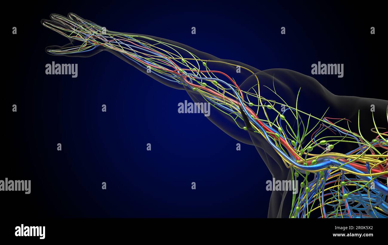 Human lymph nodes anatomy for medical concept 3D illustration Stock ...