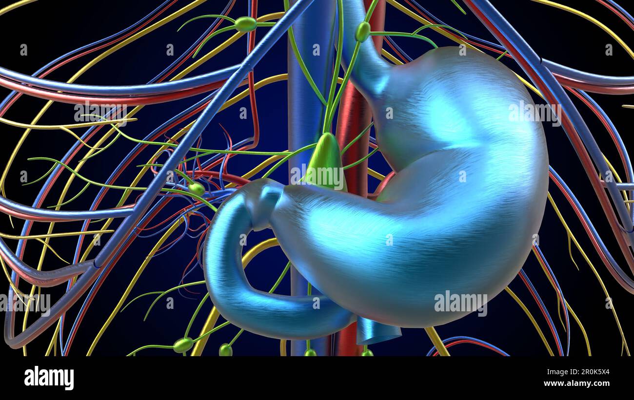 Human stomach anatomy for medical concept 3D illustration Stock Photo ...