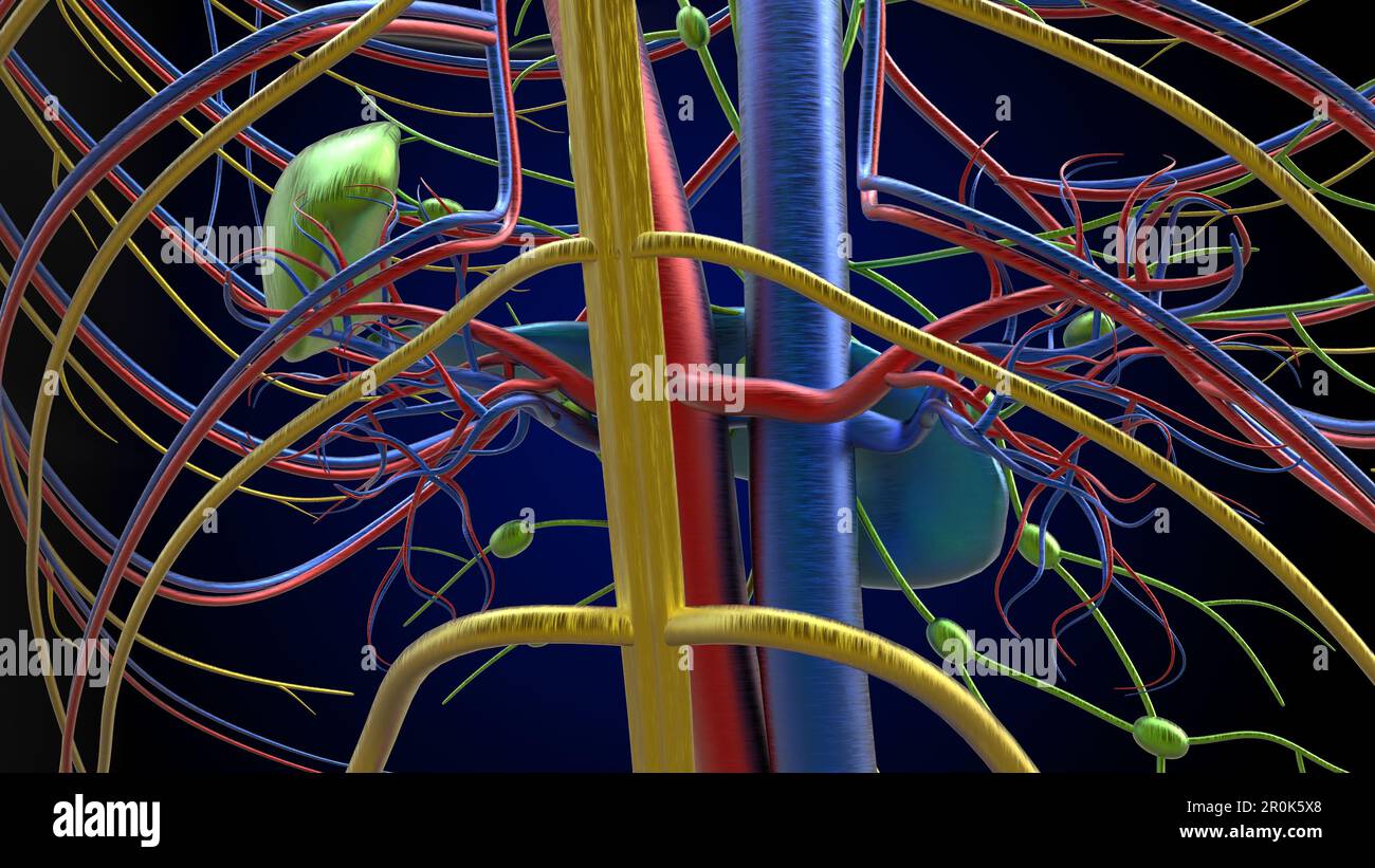 Pancreas Human Digestive System Anatomy For Medical Concept 3D ...