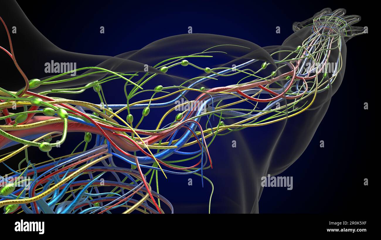 Human lymph nodes anatomy for medical concept 3D illustration Stock ...
