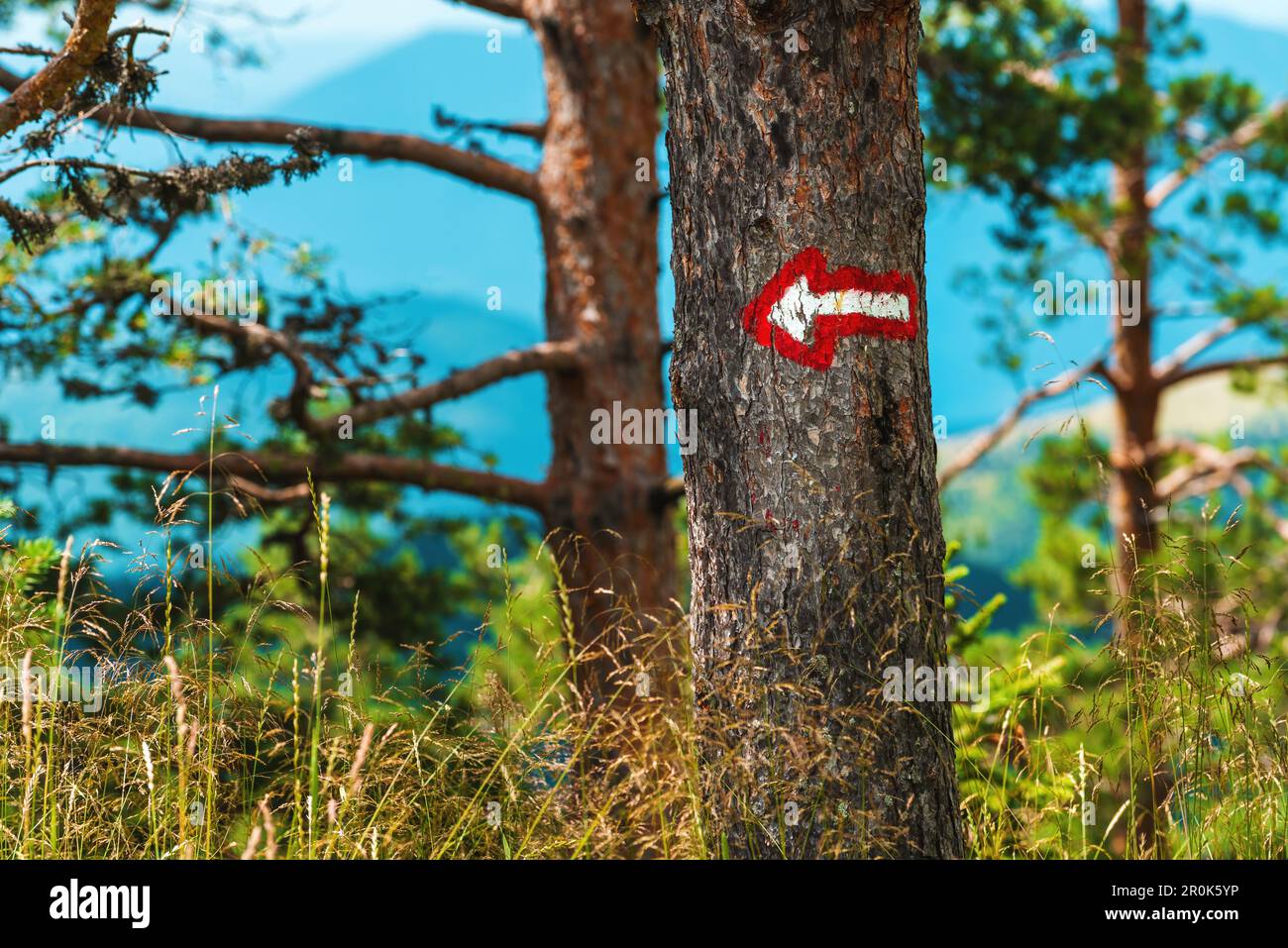 Direction arrow for guiding and navigation through the forest on pine ...
