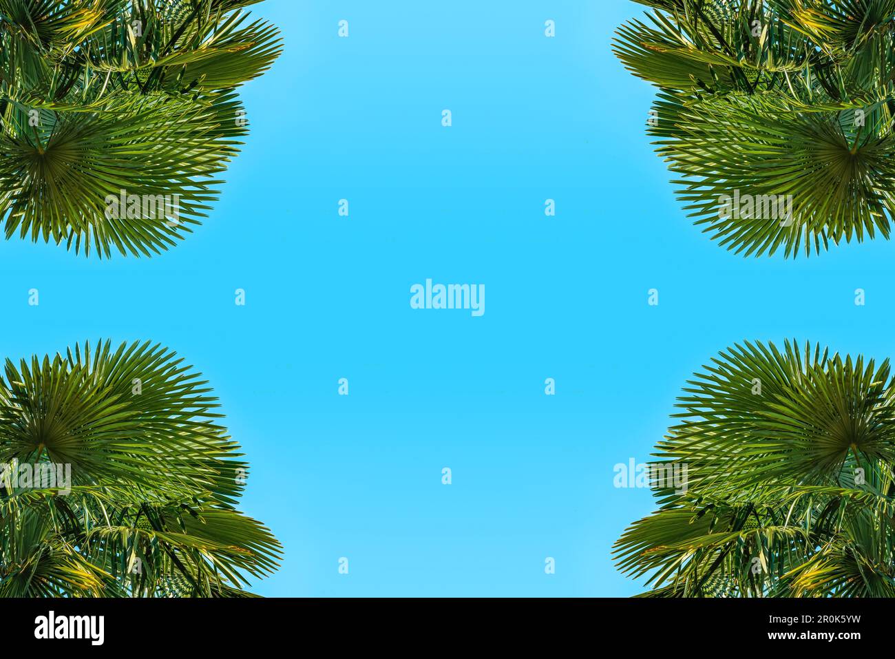 Blue summer sky as copy space surrounded by lush green palm tree leaves ...