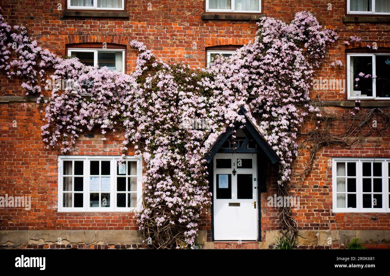 Clematis house hi-res stock photography and images - Alamy