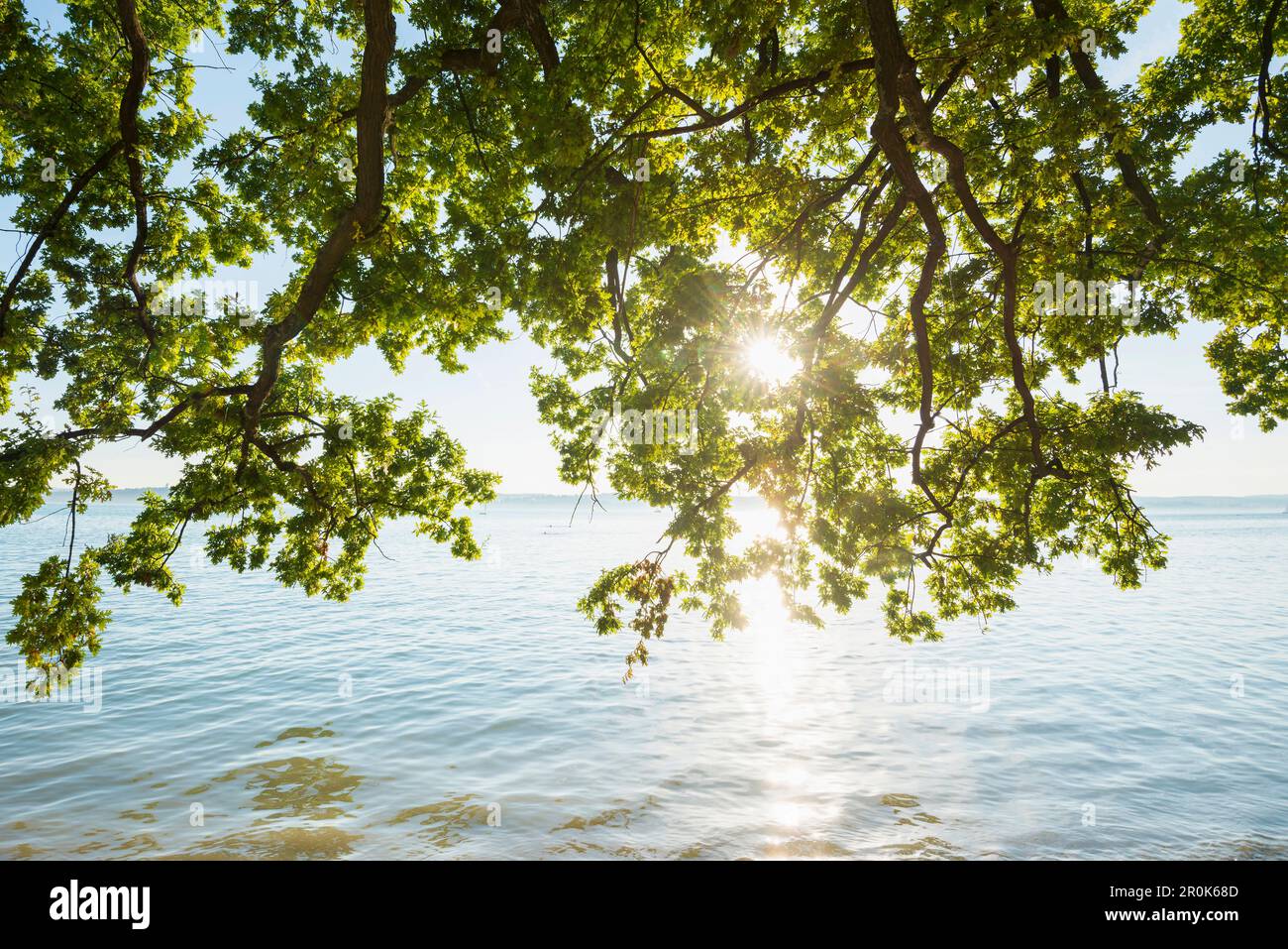 beach and oak tree, near Meersburg, Lake Constance, Baden-Württemberg ...