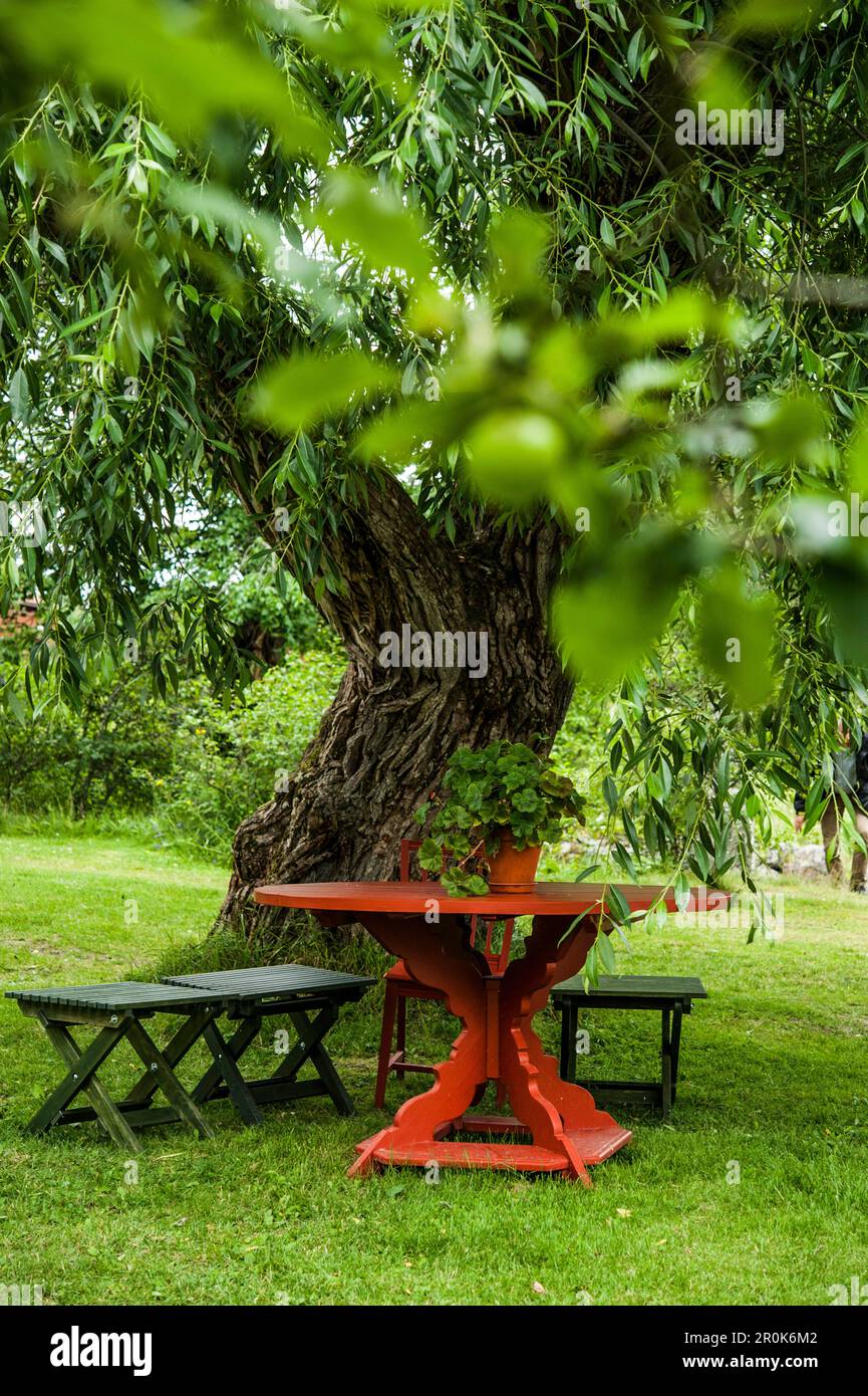 red wooden table under a willow tree in the garden of sweden´s most ...