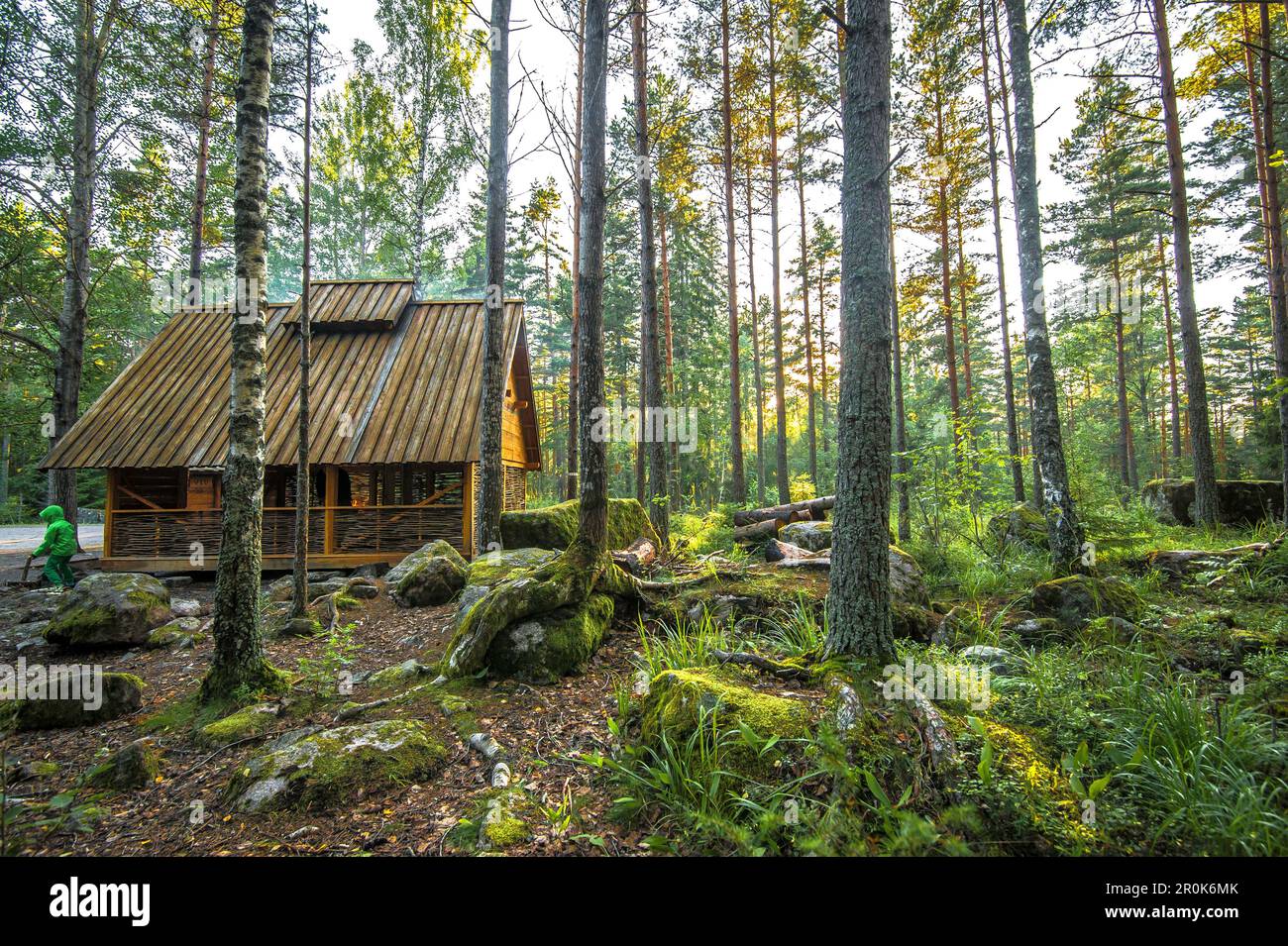 Wooden hut standing between pine trees and beech trees and mossy rocks ...