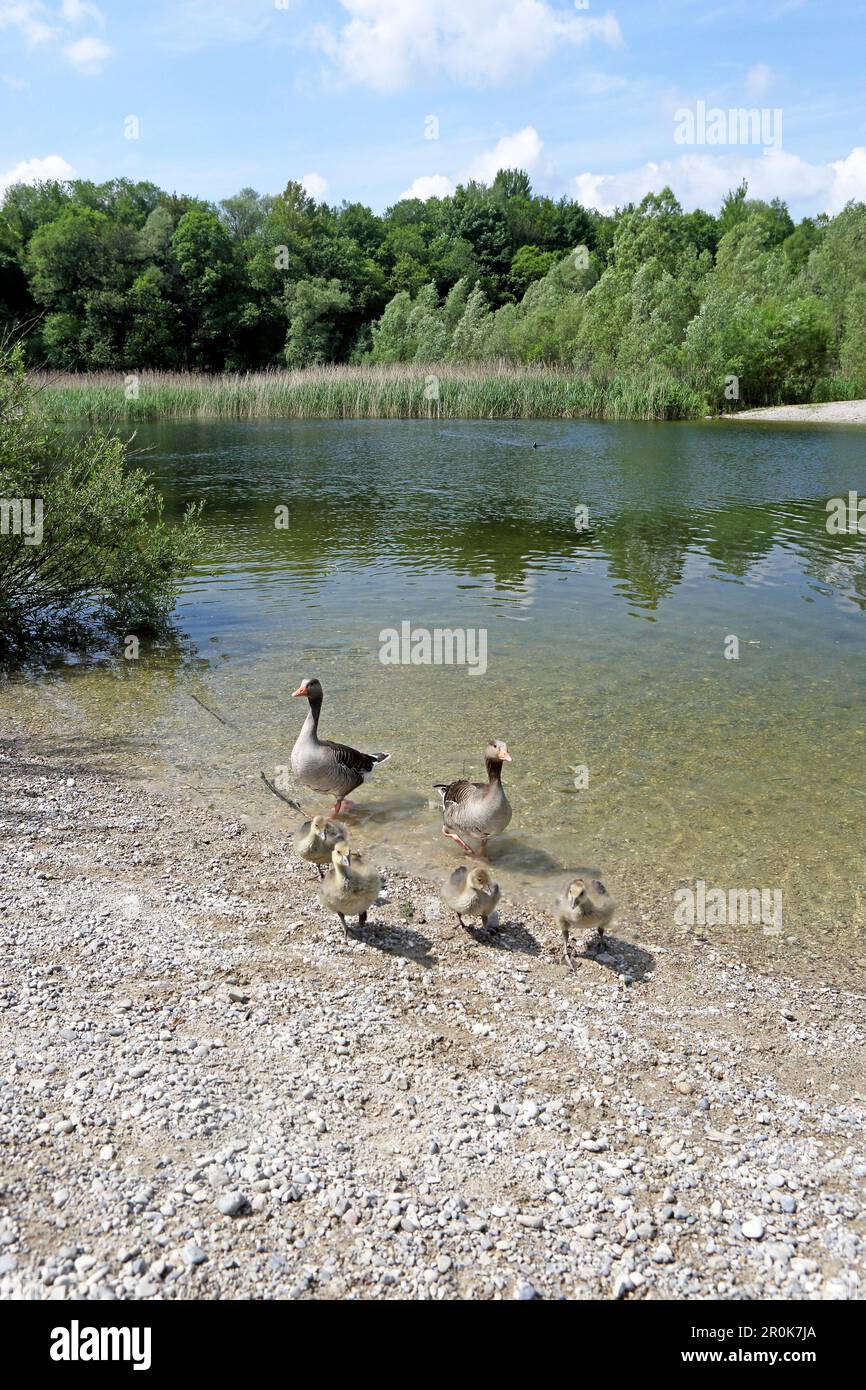 Pond at the biotope of the gravel-pit Waldperlach, Munich, Bavaria ...
