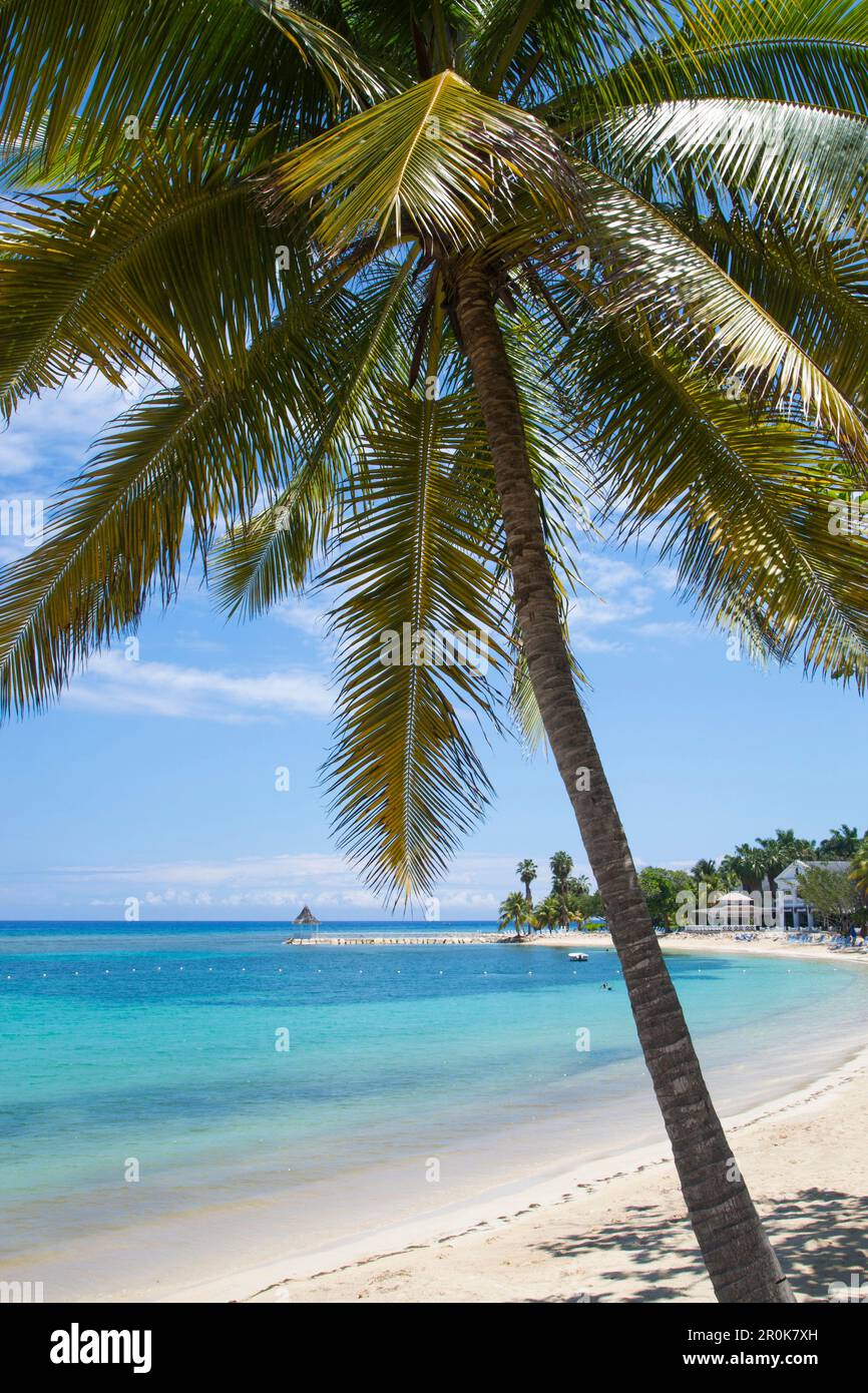 Palm tree along beach in front of West Cottages at Half Moon Resort ...