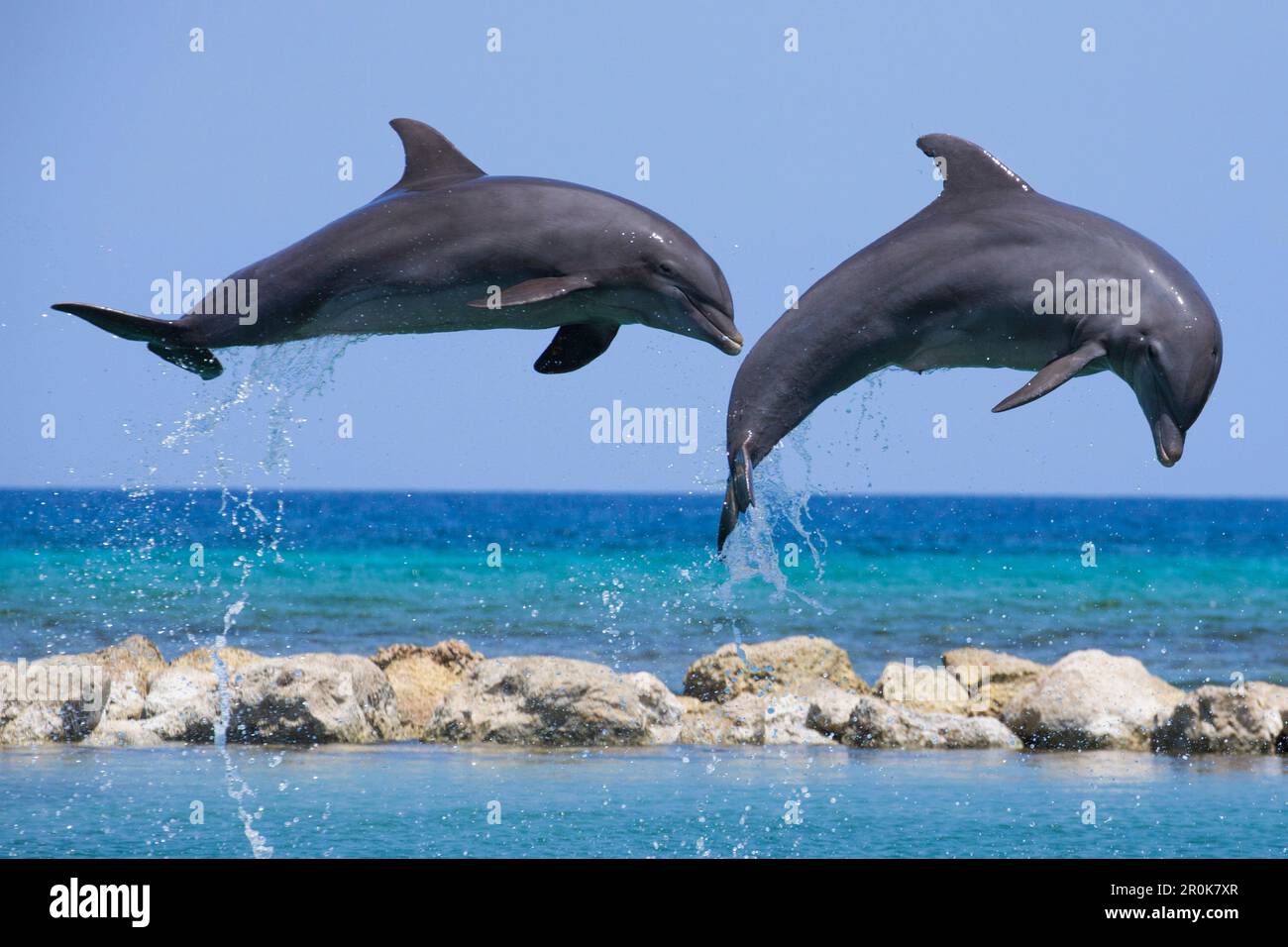 Two jumping dolphins at Dolpin Lagoon of Half Moon Resort Rose Hall ...