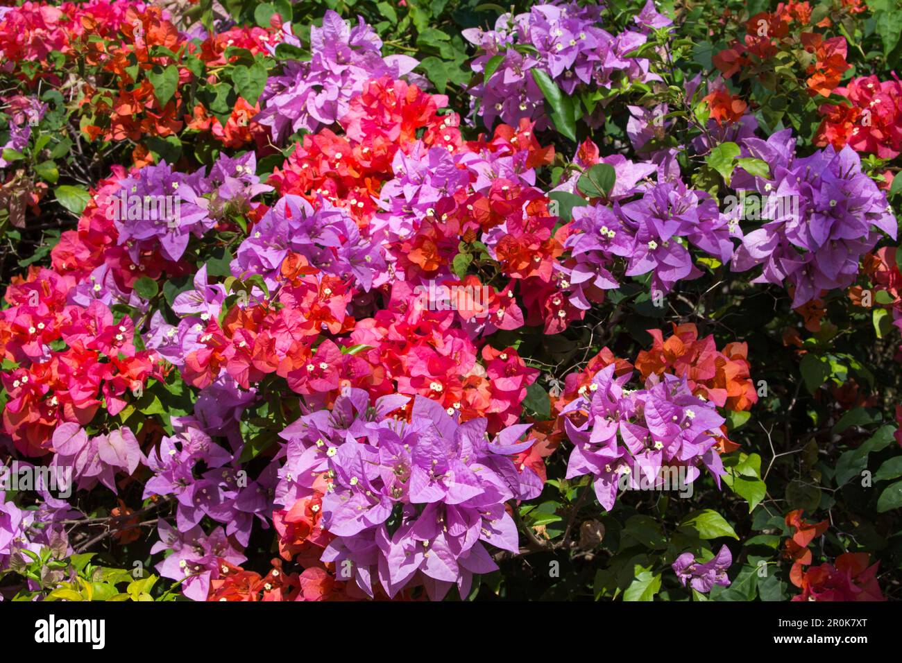 Purple and red bougainvillea in gardens of Half Moon Resort Rose Hall ...