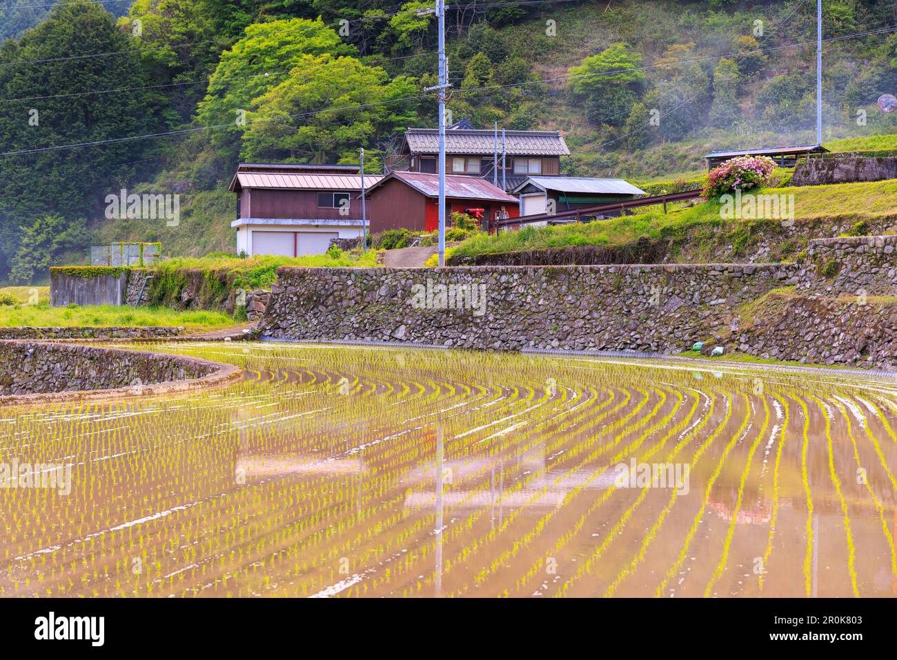 Flooded rice fields japan hi-res stock photography and images - Alamy