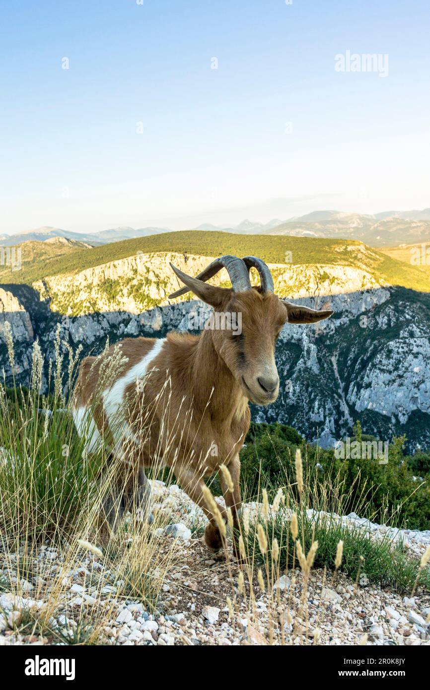 Wild goats in Verdon gorge, Provence-Alpes-Cote d'Azur region, Lac de ...