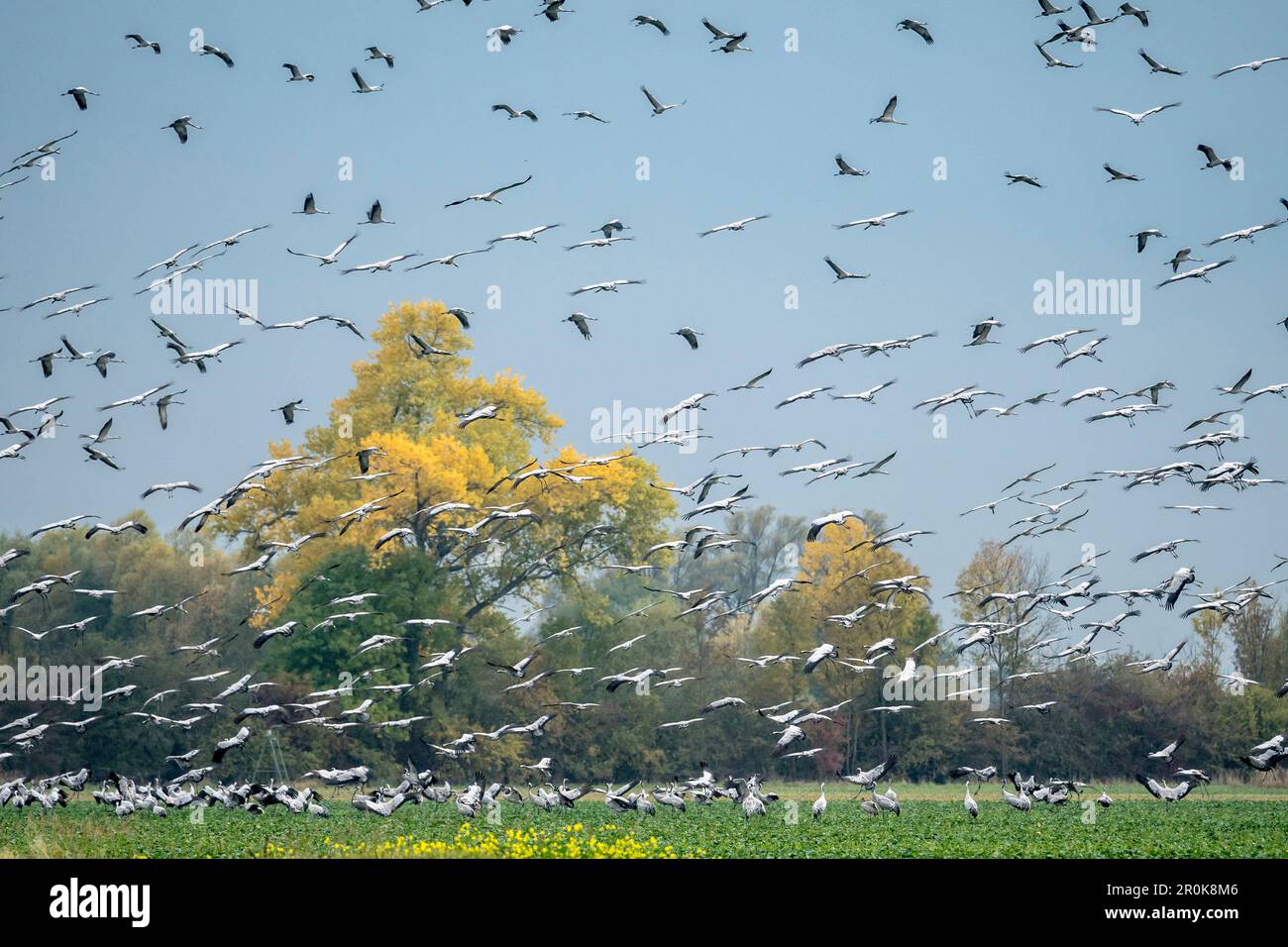 Flight study hi-res stock photography and images - Alamy