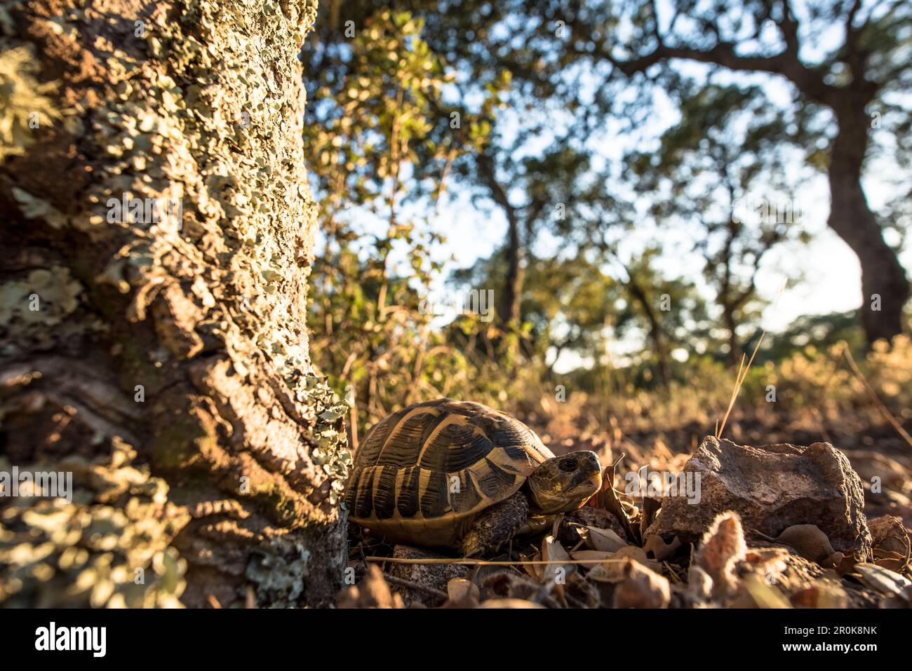 Turtle in the Evening Sun, Natural Habitat, Cork Forest, Cork Tree ...