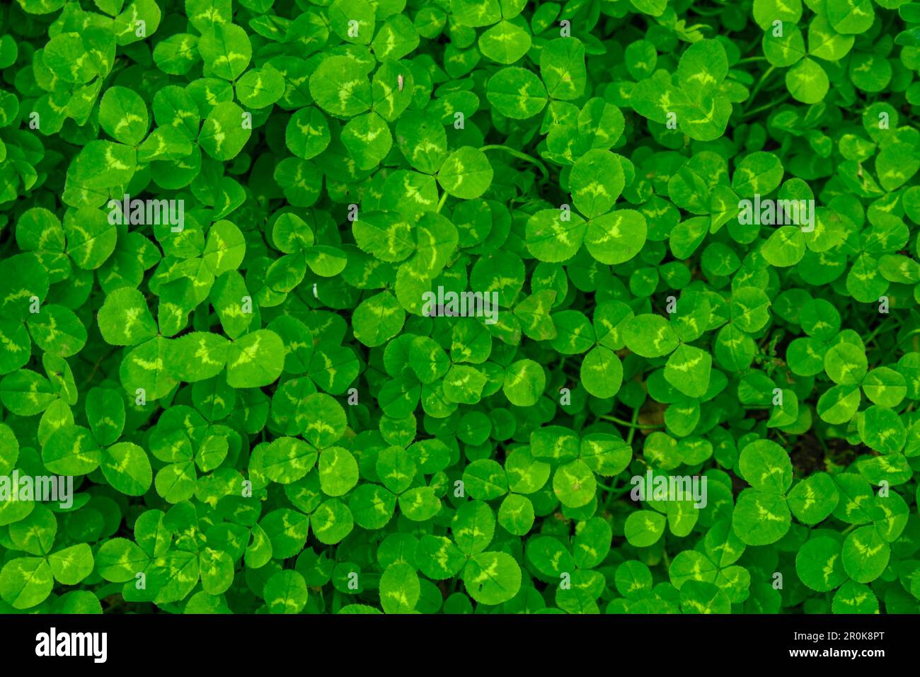 Greenish cleaver natural background. Small green Clover leaves pattern ...