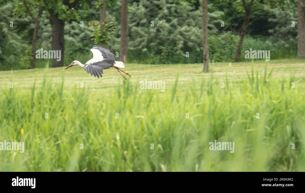 White stork searching for nesting material, stork, breeding season ...