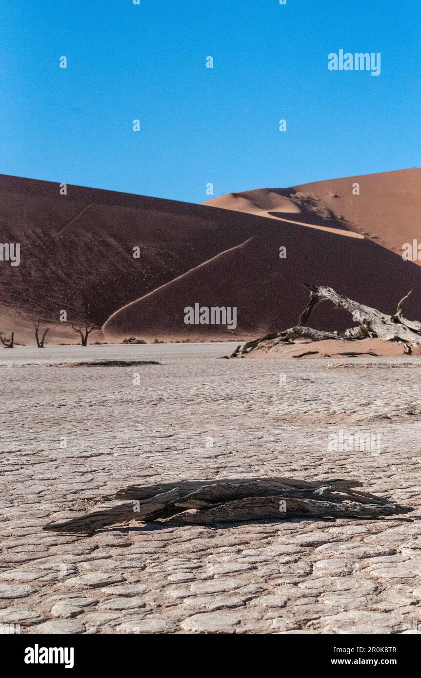 Landscape shot of the iconic dead trees of the Namibian deadvlei area ...