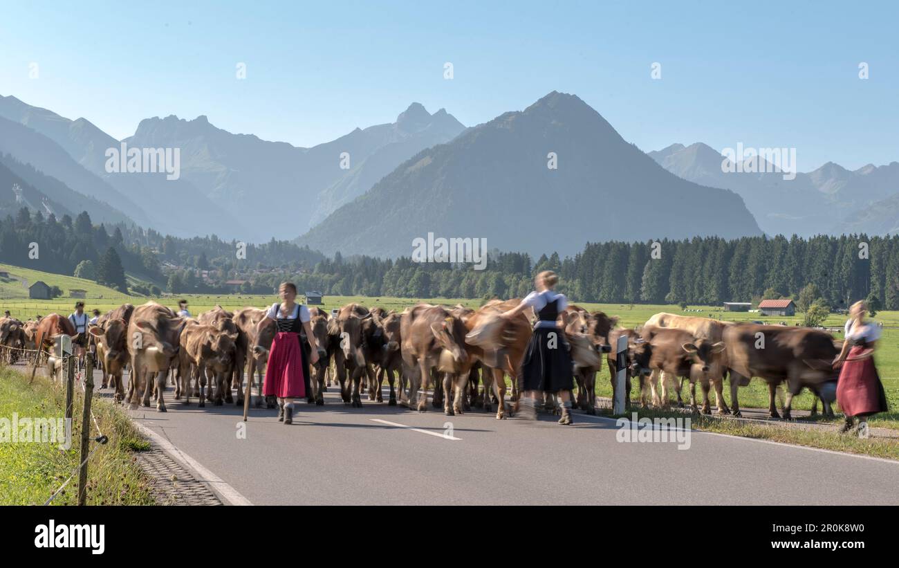 Cows wearing bells for the Almabtrieb, Rubihorn, Schoellang ...