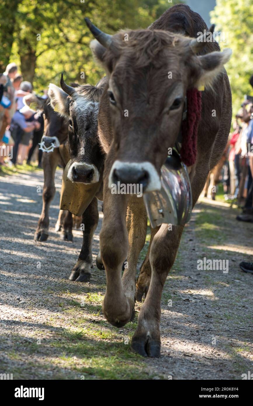 Cows wearing bells for the Almabtrieb, Stillachtal, Oberallgaeu ...