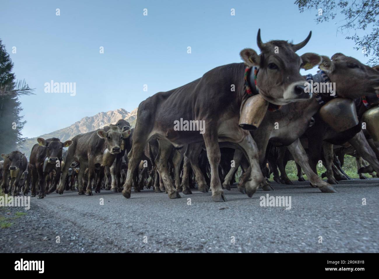 Cows wearing bells for the Almabtrieb, Stillachtal, Oberallgaeu ...