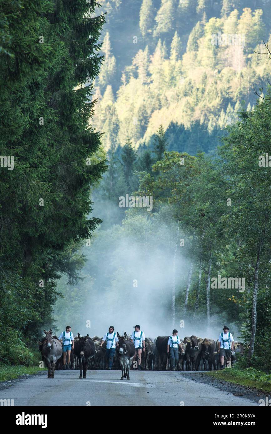 Cows wearing bells and donkeys at the Almabtrieb, Stillachtal ...