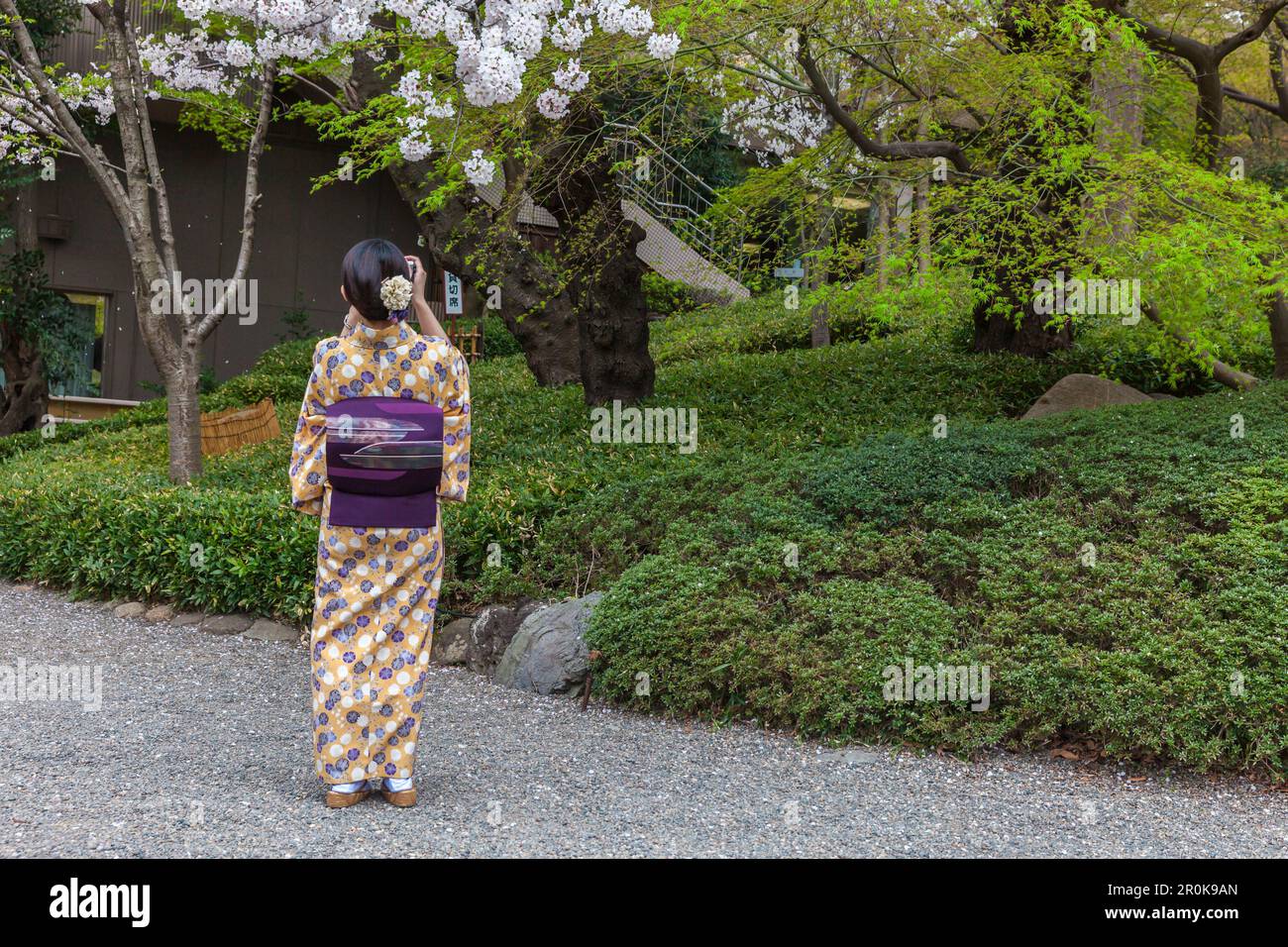 Young Japanese woman in kimono taking photo of cherry blossom at Happo ...