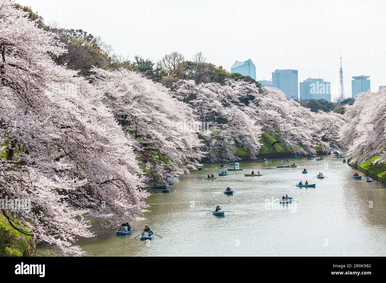 Sakura Spring Japan
