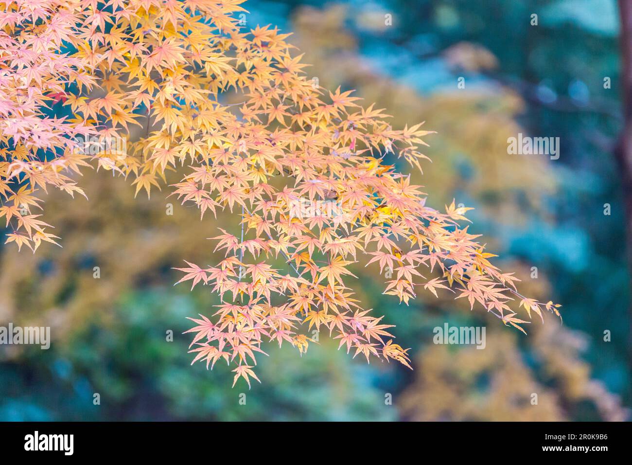Red maple leaves in Koishikawa Korakuen, Bunkyo-ku, Tokyo, Japan Stock ...