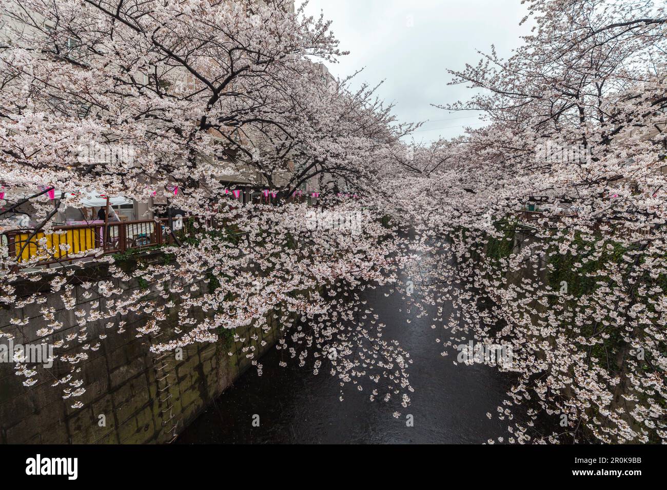 Road with Cherry Trees in full blossom at Meguro River, Meguro, Tokyo, Japan Stock Photo - Alamy
