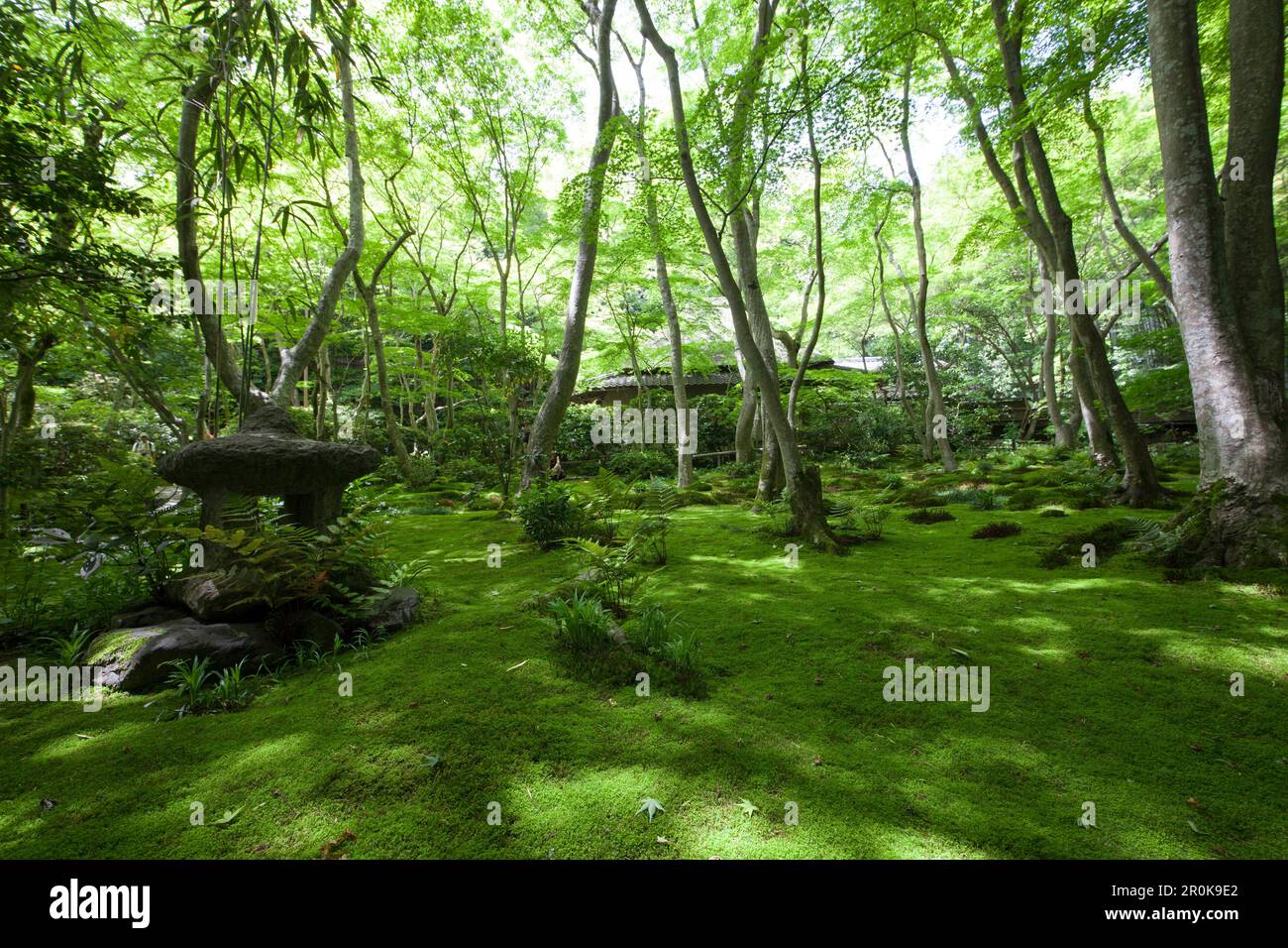 Moss garden of Gio-ji Temple in Kyoto, Japan Stock Photo - Alamy