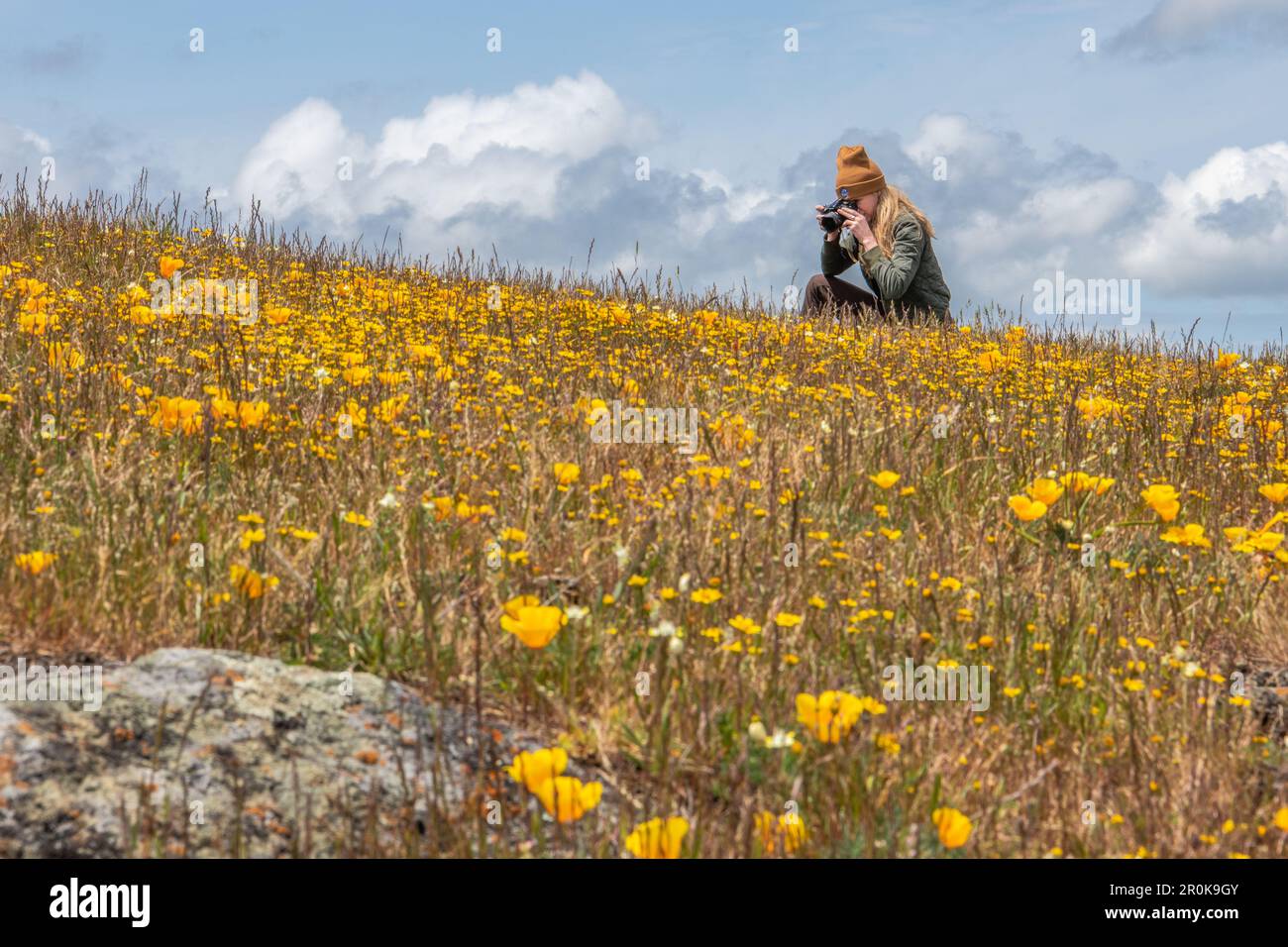 A woman photographing field of wild flowers, California goldfields ...