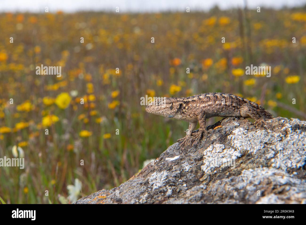 A western fence lizard (Sceloporus occidentalis) basking on a rock in a ...