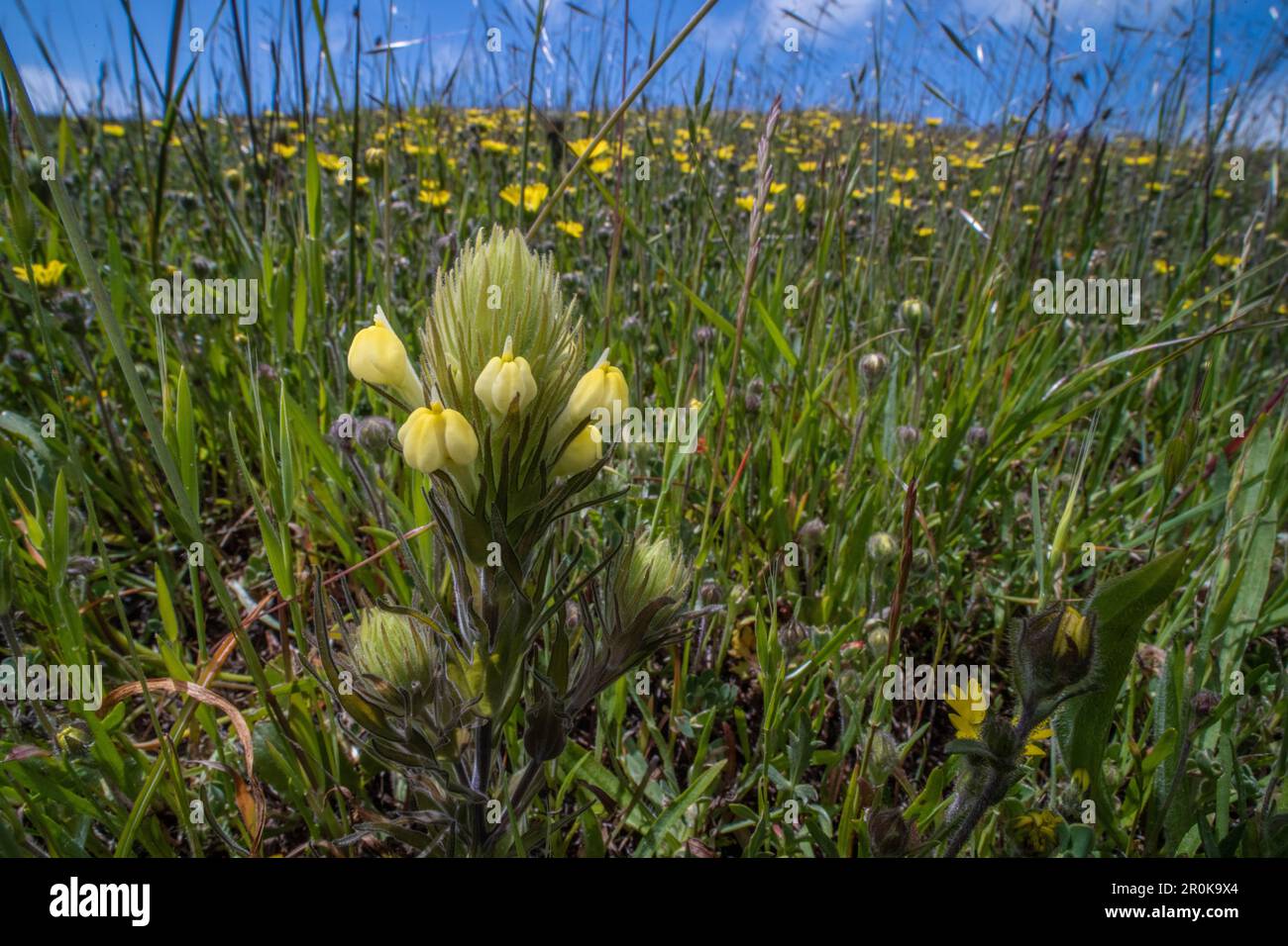 Cream sac flower hi-res stock photography and images - Alamy