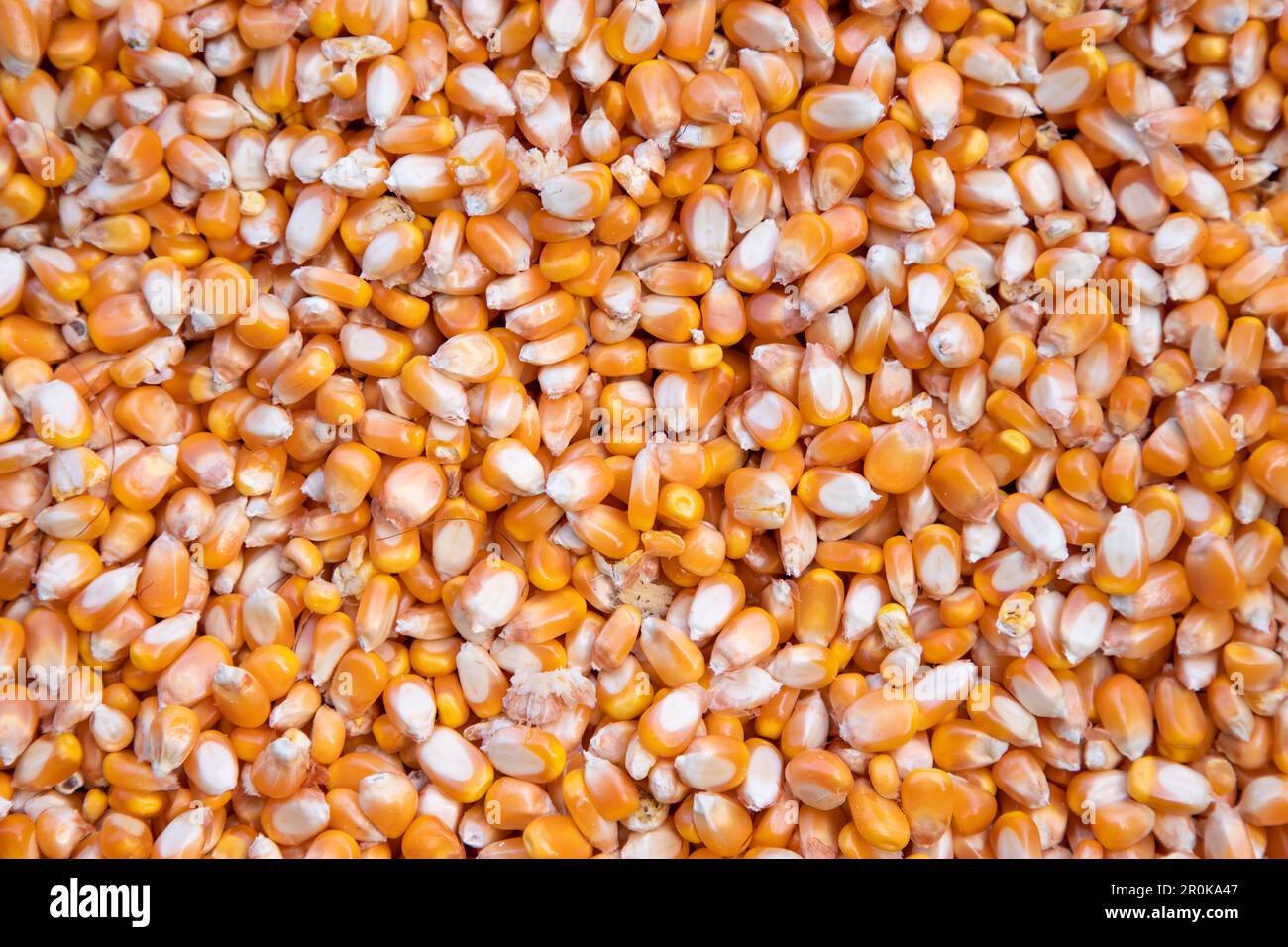 Close-up focus organic corn seed pattern texture Can be used as a ...