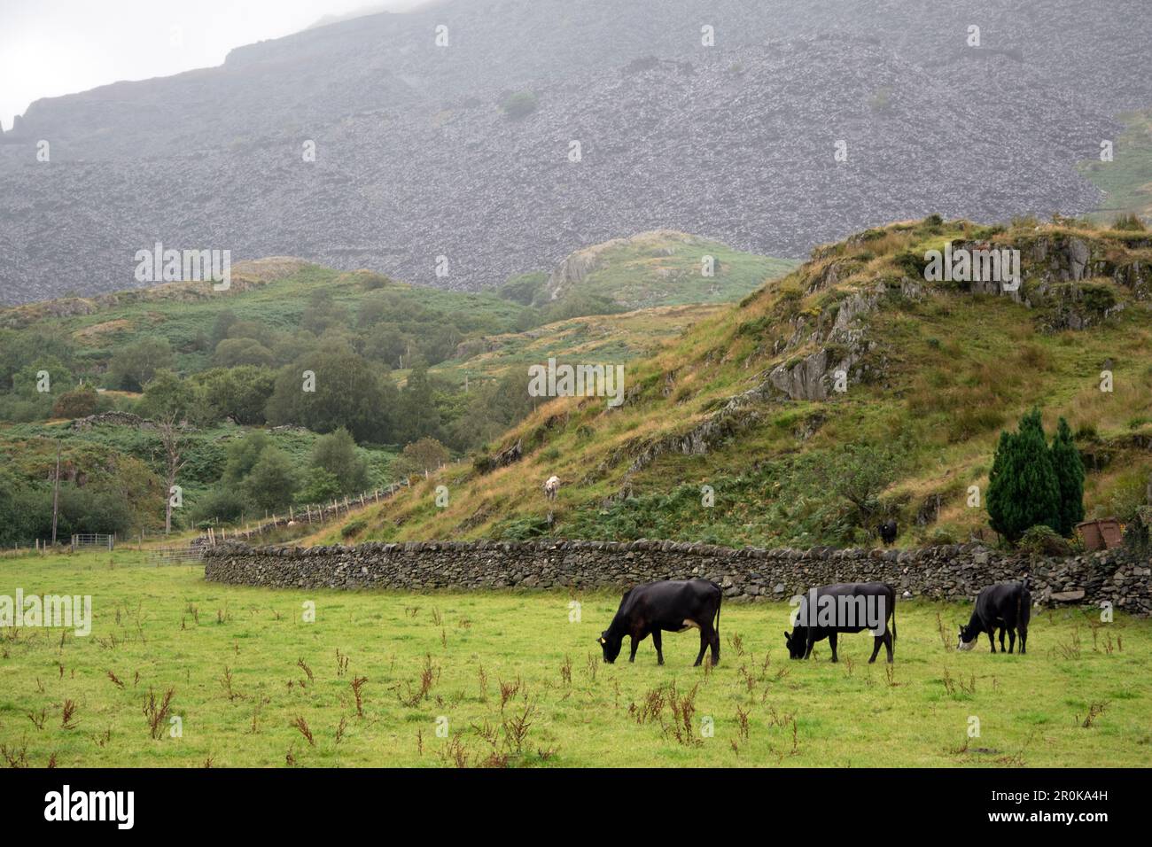 Cows grazing in Welsh highlands with mountains and drywalls Stock Photo ...