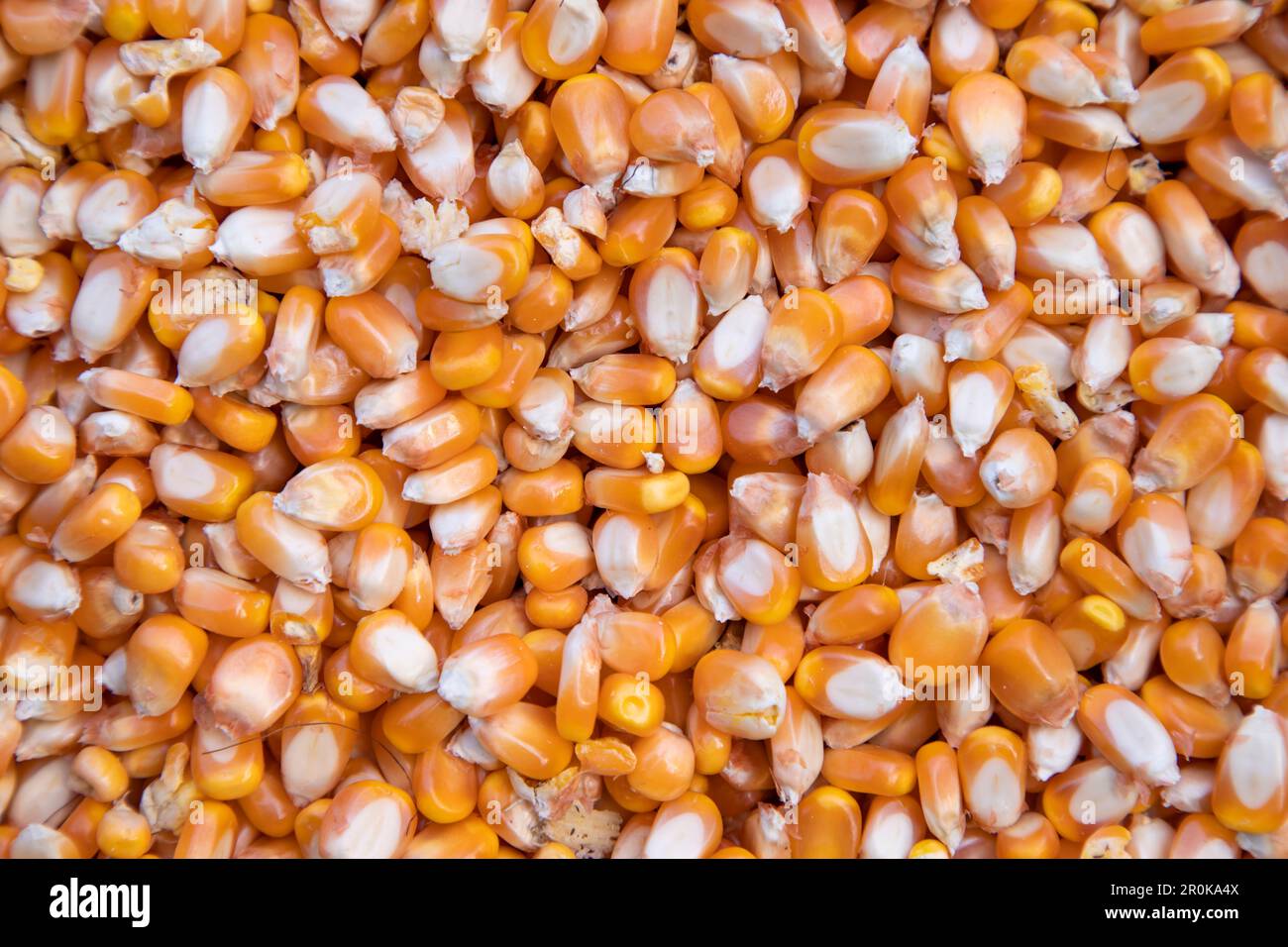 Close-up focus organic corn seed pattern texture Can be used as a ...