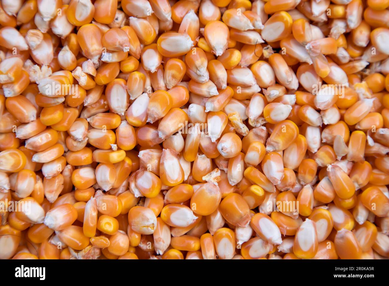 Close-up focus organic corn seed pattern texture Can be used as a ...