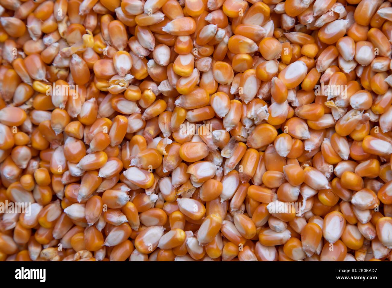 Close-up focus organic corn seed pattern texture Can be used as a ...