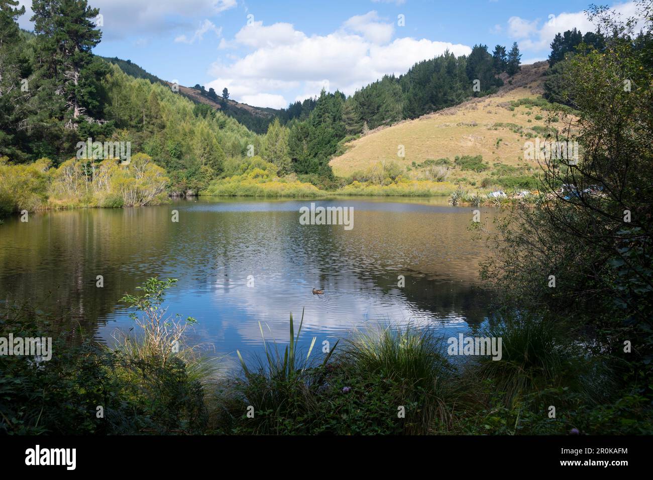 Lake at Gabriel's Gully camp site, near Lawrence, Otago, South Island ...