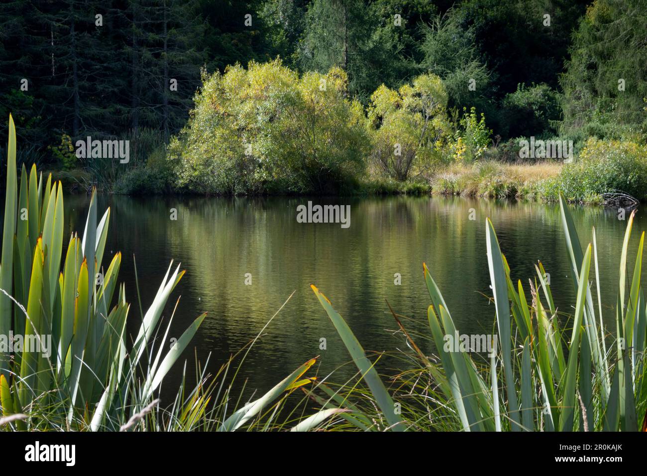 Lake at Gabriel's Gully camp site, near Lawrence, Otago, South Island ...
