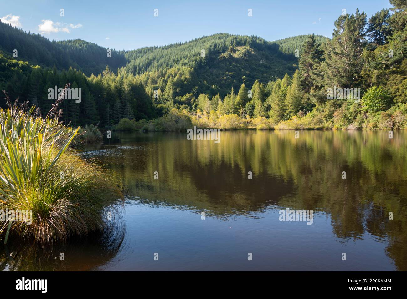 Lake at Gabriel's Gully camp site, near Lawrence, Otago, South Island ...