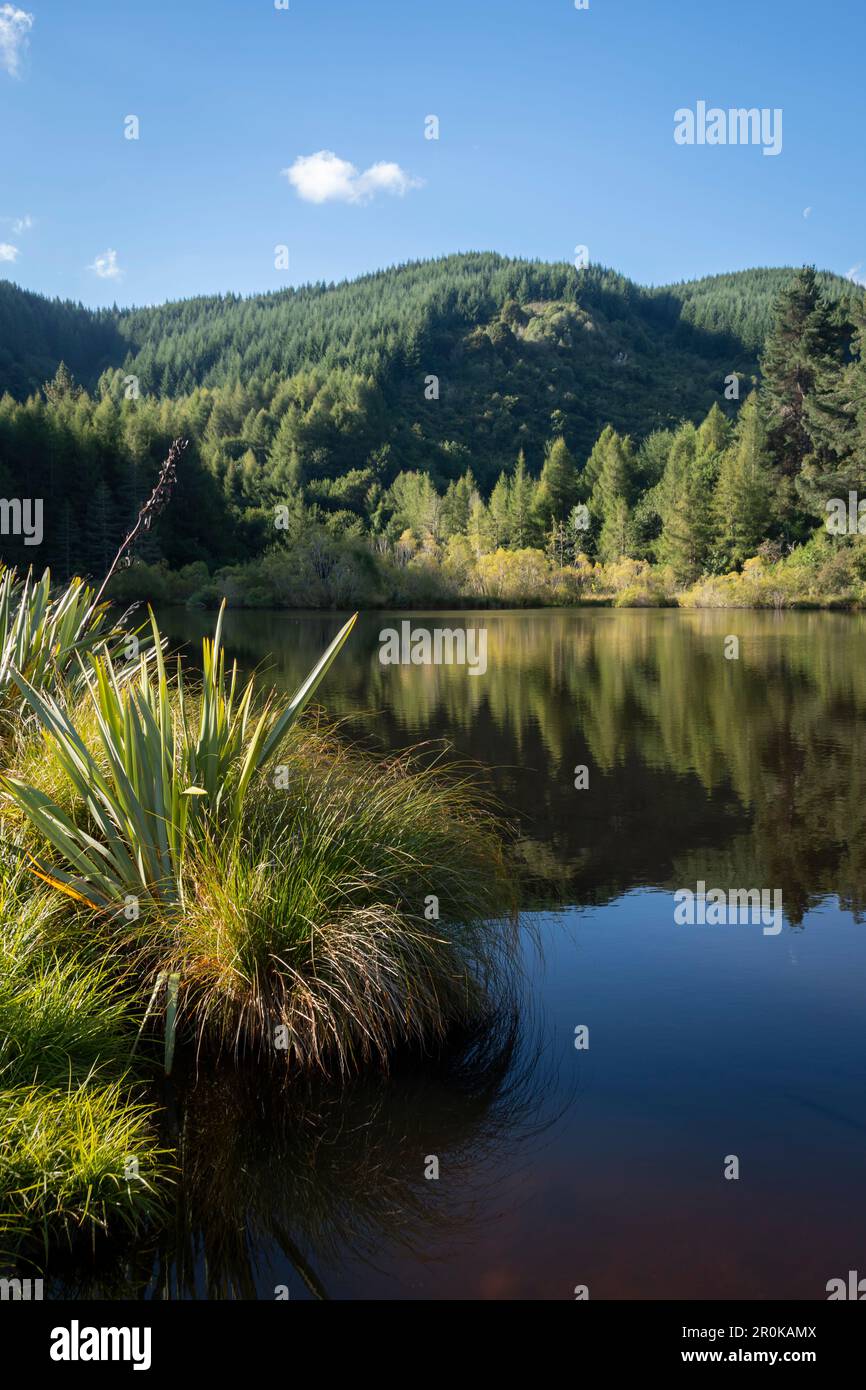 Lake at Gabriel's Gully camp site, near Lawrence, Otago, South Island ...