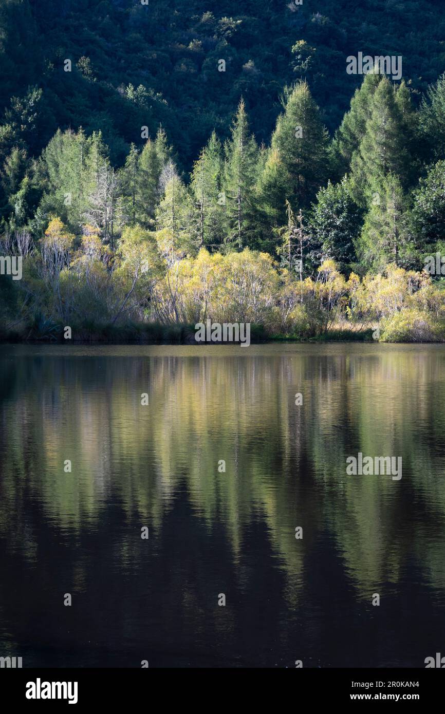 Lake at Gabriel's Gully camp site, near Lawrence, Otago, South Island ...