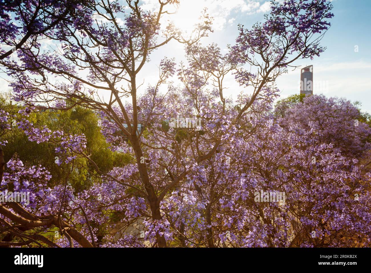 Flowering Jacaranda tree, lat. Jacaranda mimosifolia, Torre Pelli ...