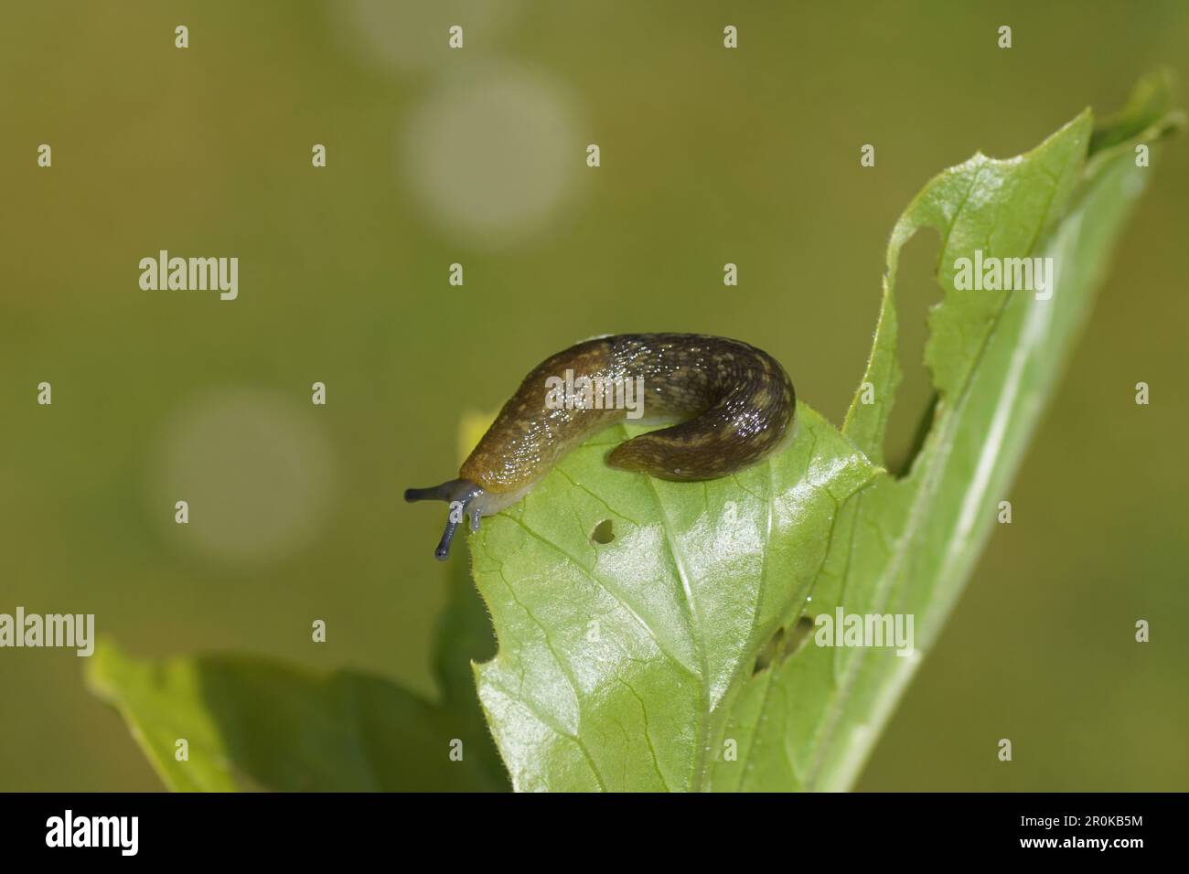 Yellow Slug ( Limacus flavus synonym Limax flavus). Family keelback ...