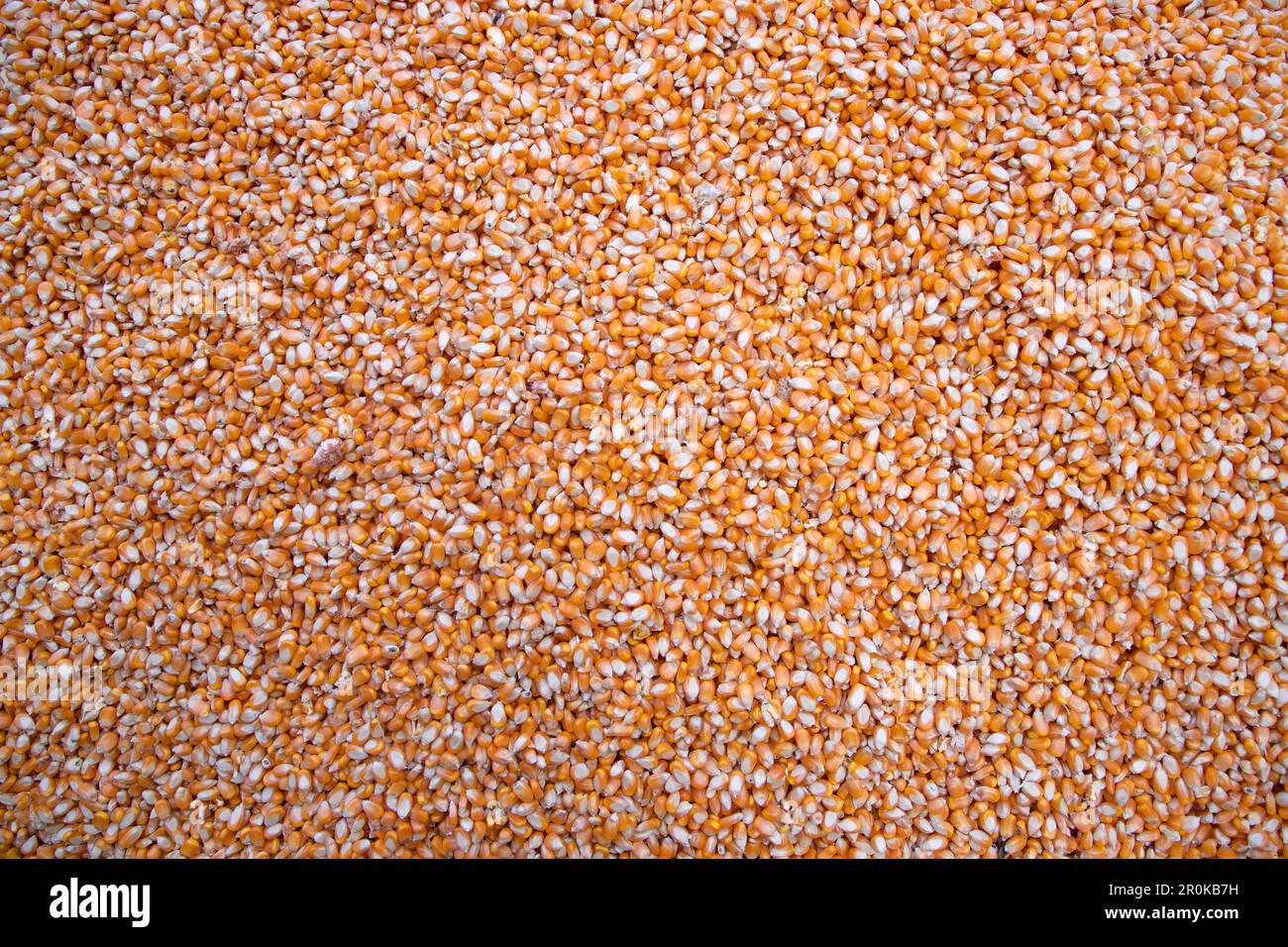 organic corn seed pattern texture Can be used as a background wallpaper ...