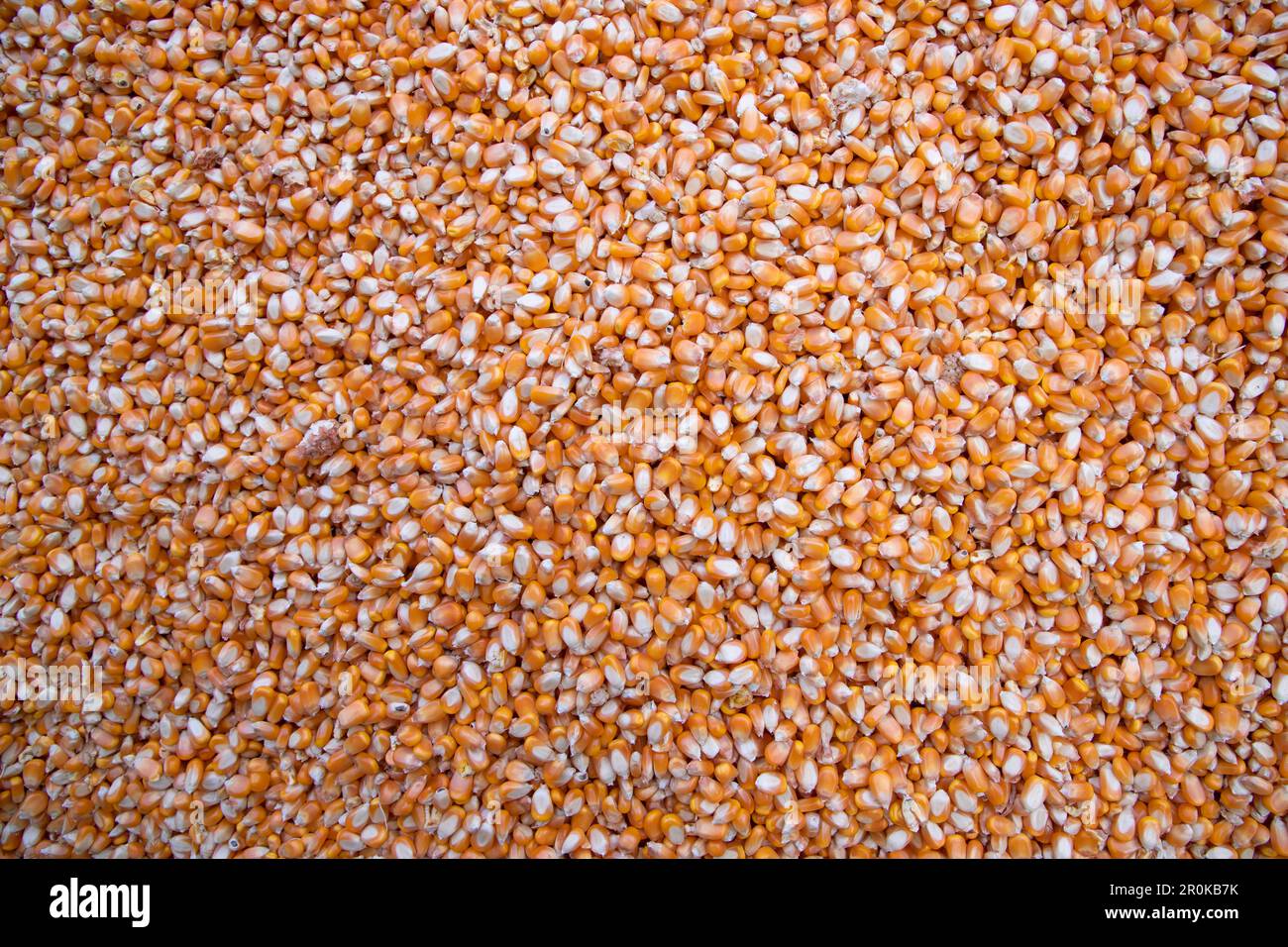 organic corn seed pattern texture Can be used as a background wallpaper ...