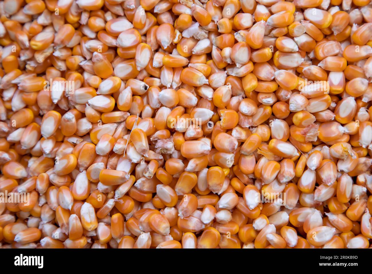 Close-up focus organic corn seed pattern texture Can be used as a ...