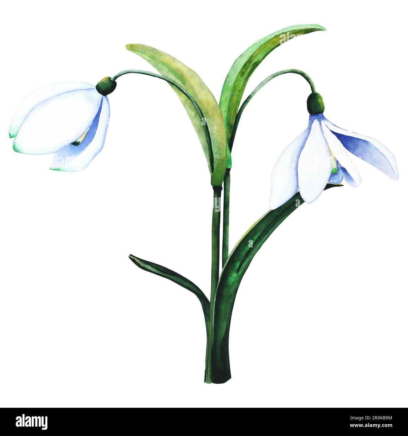 Watercolor snowdrops. Botanical illustration of flowers. Watercolor ...