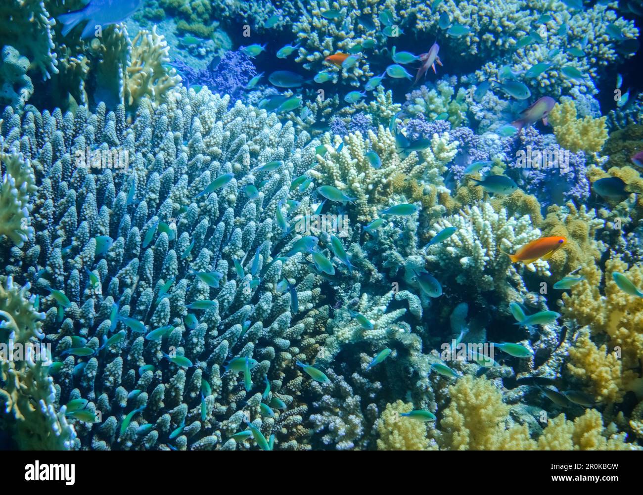blue corals and blue fishes at the reef in the red sea detail view ...
